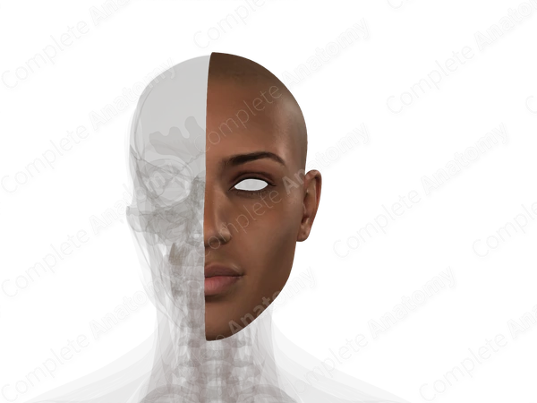 Skin (Head; Left) | Complete Anatomy