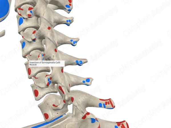 Insertion of Semispinalis Colli Muscle | Complete Anatomy