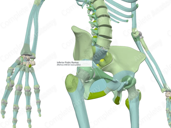 Inferior Pubic Ramus | Complete Anatomy