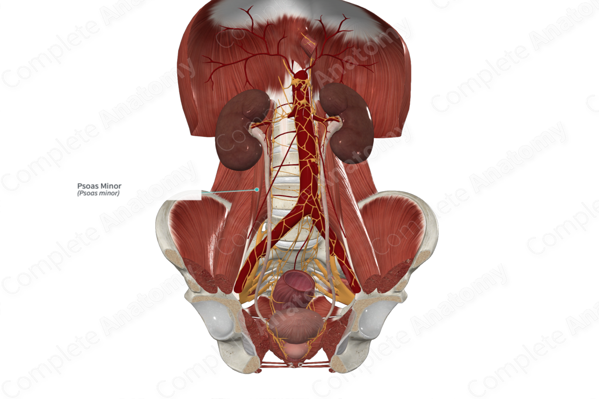 Psoas Minor Complete Anatomy