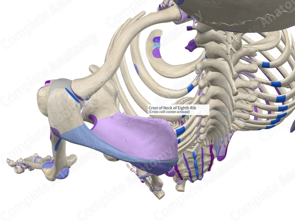 Crest of Neck of Eighth Rib | Complete Anatomy