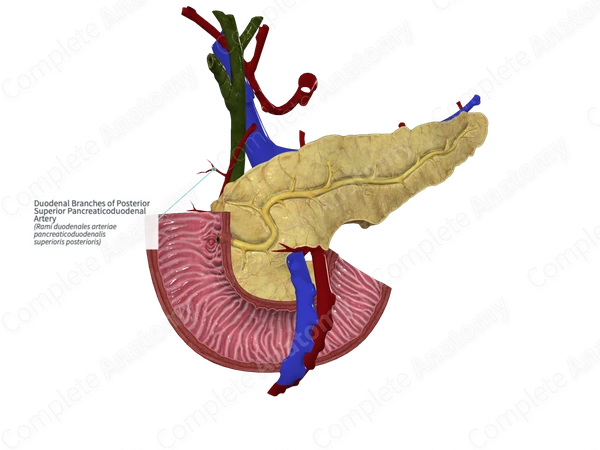 Duodenal Branches of Posterior Superior Pancreaticoduodenal Artery ...