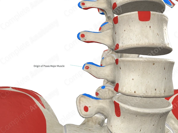 Origin of Psoas Major Muscle | Complete Anatomy