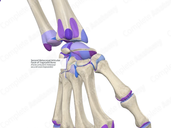 Second Metacarpal Articular Facet of Trapezoid Bone | Complete Anatomy