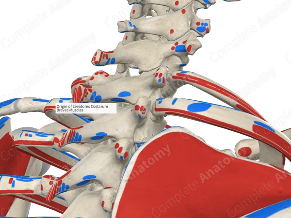 Origin of Levatores Costarum Breves Muscles | Complete Anatomy
