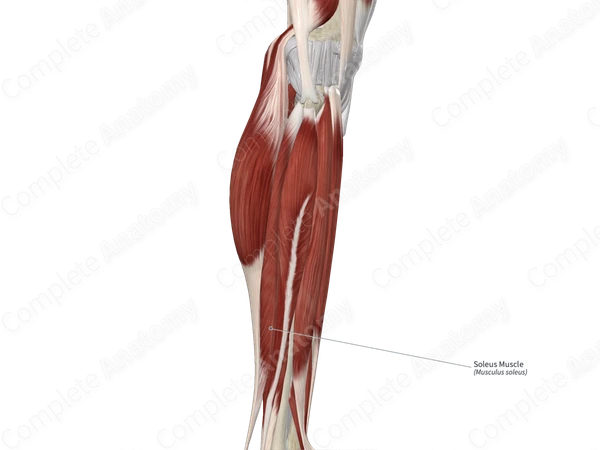 Soleus Muscle | Complete Anatomy
