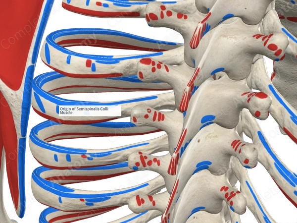 Origin of Semispinalis Colli Muscle | Complete Anatomy