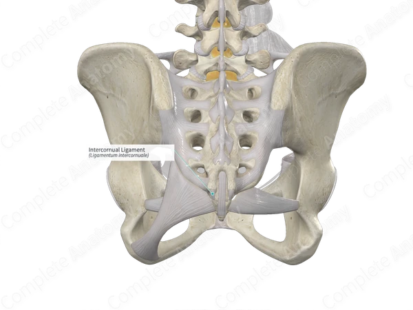 Intercornual Ligament | Complete Anatomy
