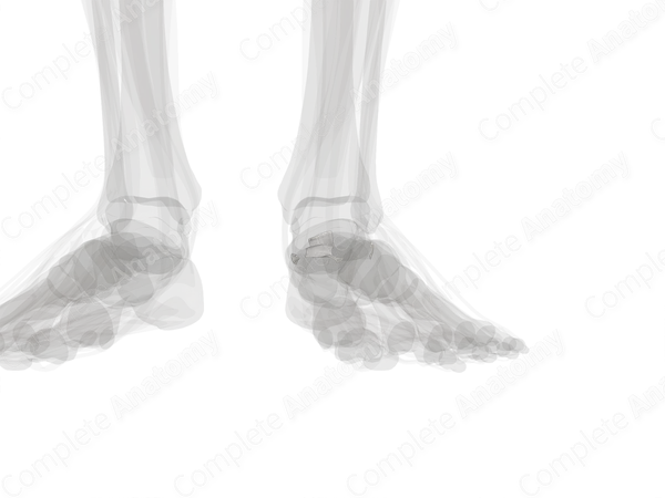 Subtalar Joint (Left) | Complete Anatomy