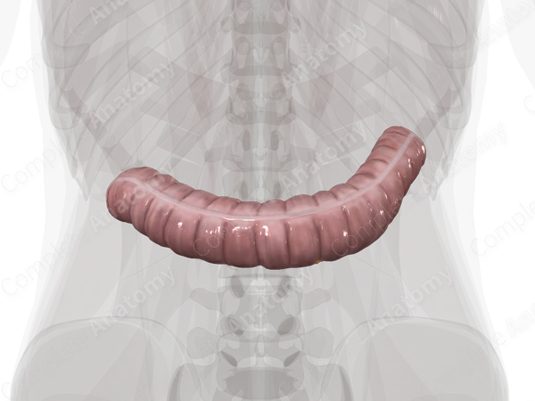 Transverse Colon | Complete Anatomy