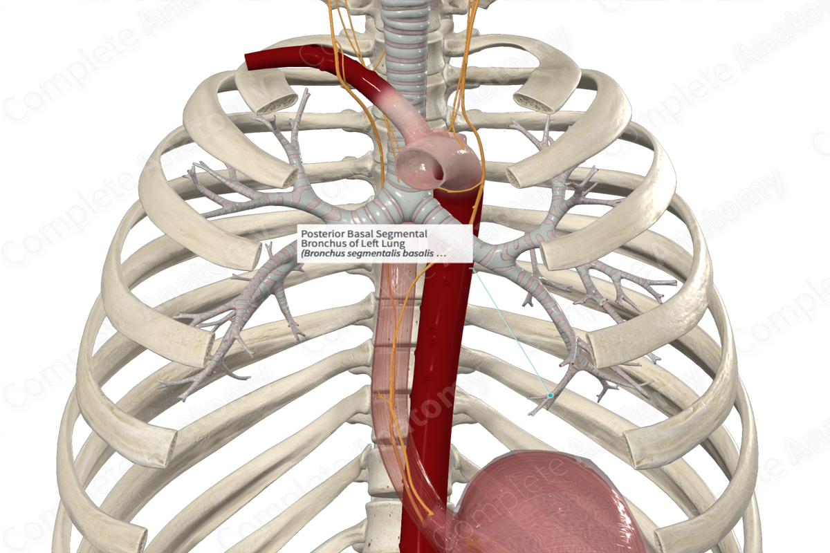Posterior Basal Segmental Bronchus Of Left Lung Complete Anatomy