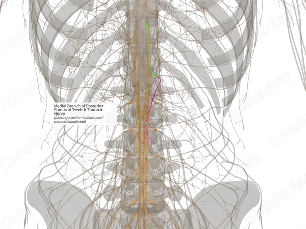 Medial Branch of Posterior Ramus of Twelfth Thoracic Nerve (Left ...