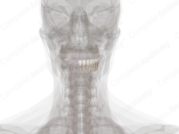 Mandibular Dental Arch (Left Quadrant) | Complete Anatomy