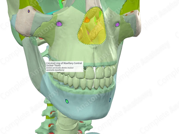 Cervical Line of Maxillary Central Incisor Tooth | Complete Anatomy
