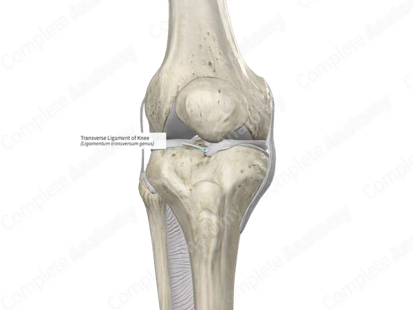 Transverse Ligament of Knee | Complete Anatomy
