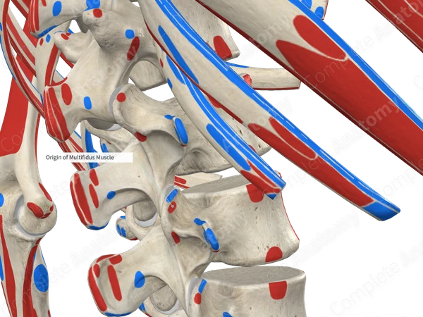 Origin of Multifidus Muscle | Complete Anatomy