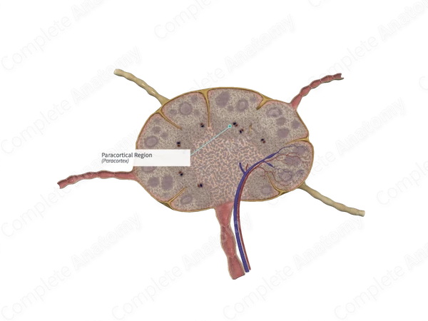 Paracortical Region | Complete Anatomy