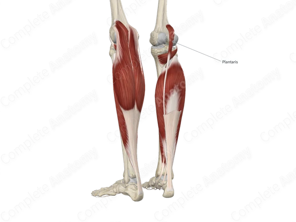 Plantaris Muscle | Complete Anatomy