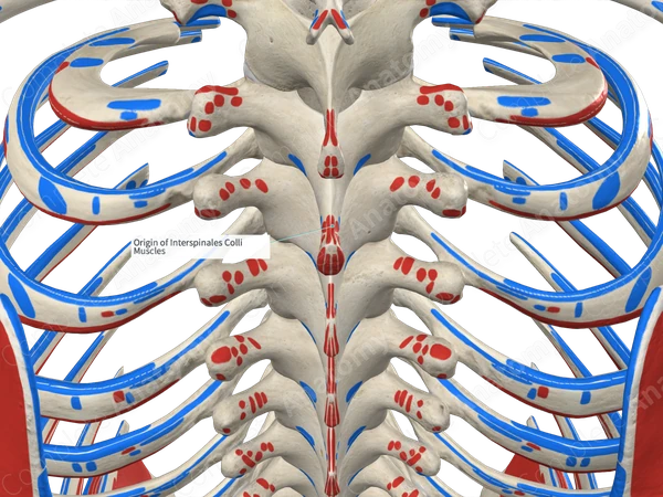 Origin of Interspinales Colli Muscles | Complete Anatomy