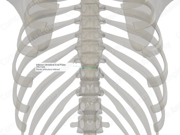 Inferior Vertebral End Plate (T9-T10) | Complete Anatomy
