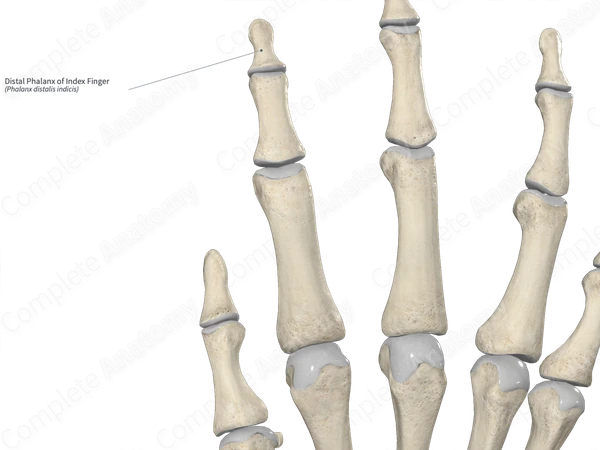Distal Phalanx of Index Finger | Complete Anatomy
