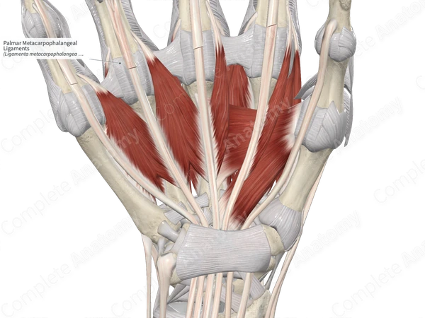 Palmar Metacarpophalangeal Ligaments | Complete Anatomy