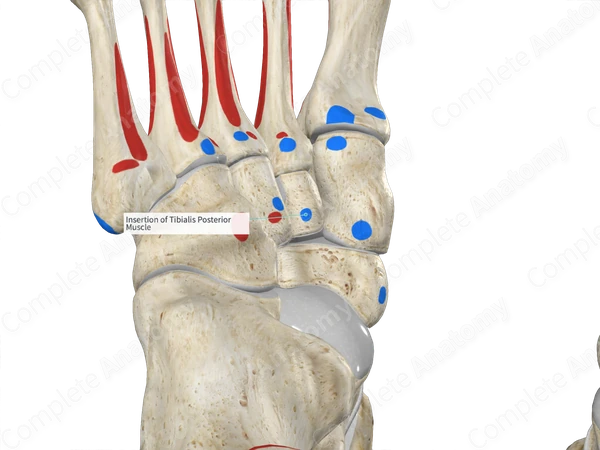 Insertion of Tibialis Posterior Muscle | Complete Anatomy