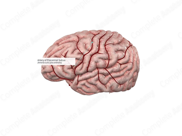 Artery of Precentral Sulcus | Complete Anatomy