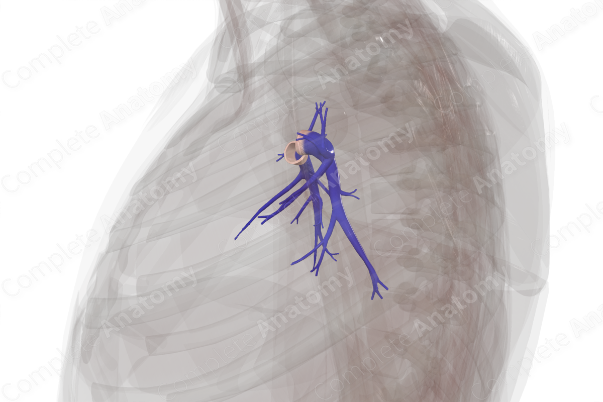 Pulmonary Arteries | Complete Anatomy Pulmonary Arteries | Complete Anatomy