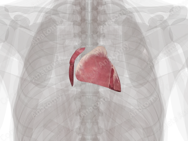 Heart Wall Windows | Complete Anatomy