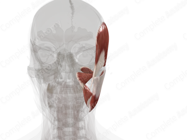 Masticatory Muscles (Left) | Complete Anatomy
