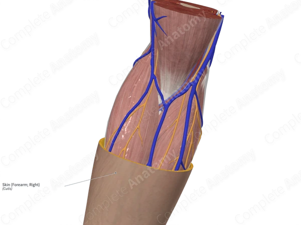 Skin (Forearm; Right) | Complete Anatomy