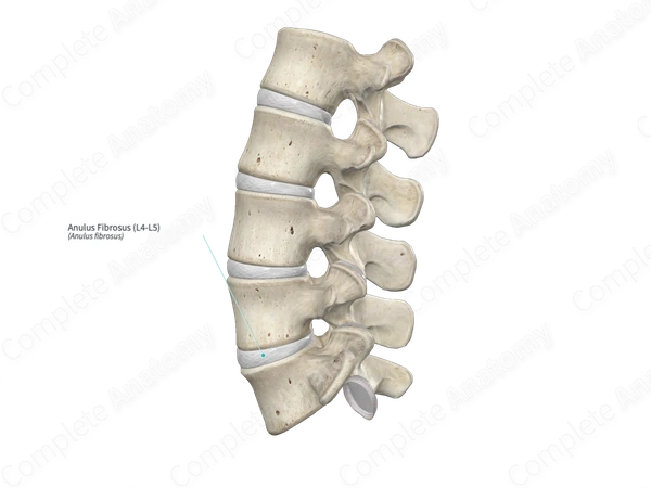 Anulus Fibrosus (L4-L5) | Complete Anatomy