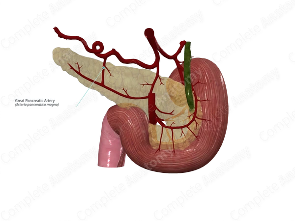 Great Pancreatic Artery | Complete Anatomy