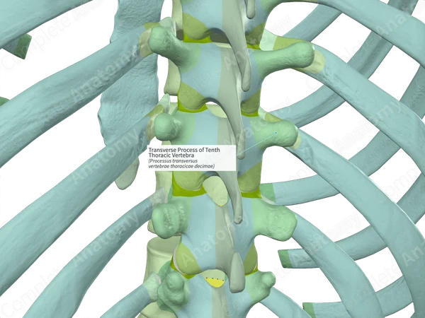 Transverse Process of Tenth Thoracic Vertebra (Left) | Complete Anatomy