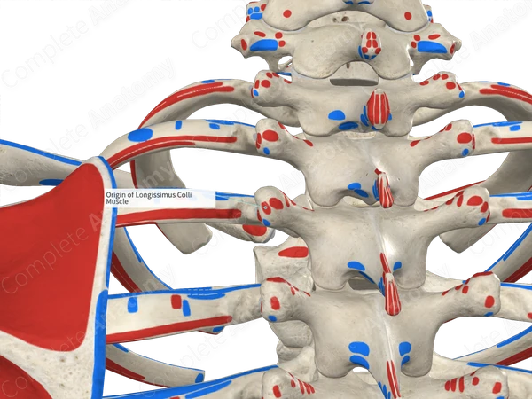 Origin of Longissimus Colli Muscle | Complete Anatomy