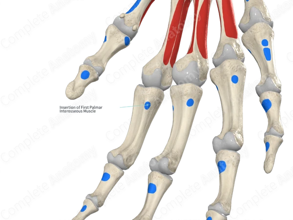 Insertion of First Palmar Interosseous Muscle | Complete Anatomy