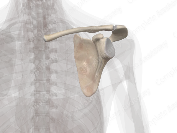 Bones of Pectoral Girdle (Left) | Complete Anatomy