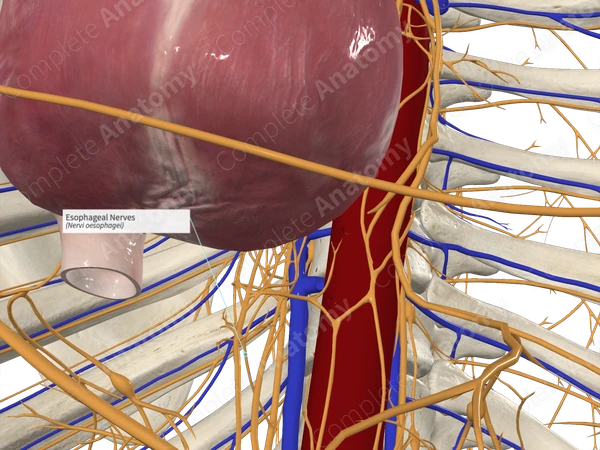Esophageal Nerves | Complete Anatomy