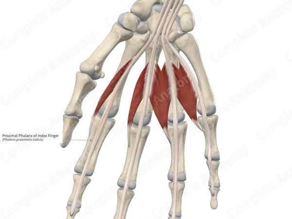Proximal Phalanx of Index Finger | Complete Anatomy