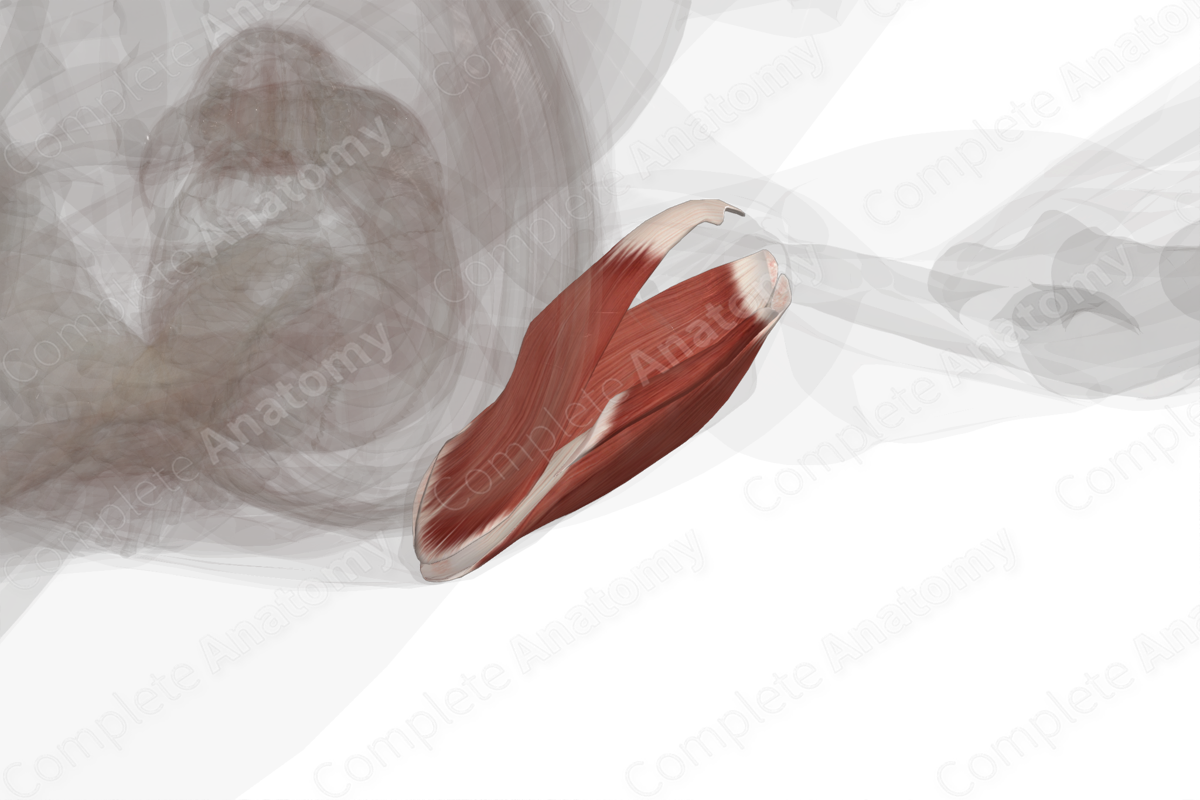 Rotator Cuff Muscles (Left) | Complete Anatomy Rotator Cuff Muscles (Left) | Complete Anatomy
