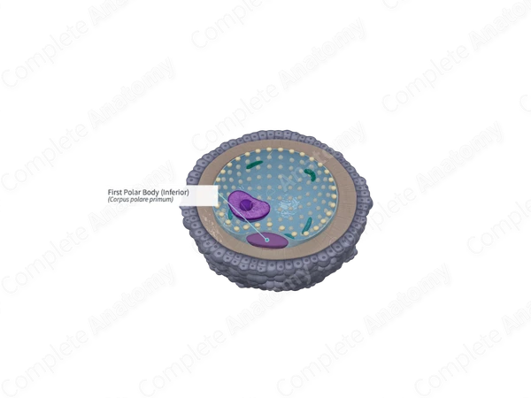 First Polar Body (Inferior) | Complete Anatomy