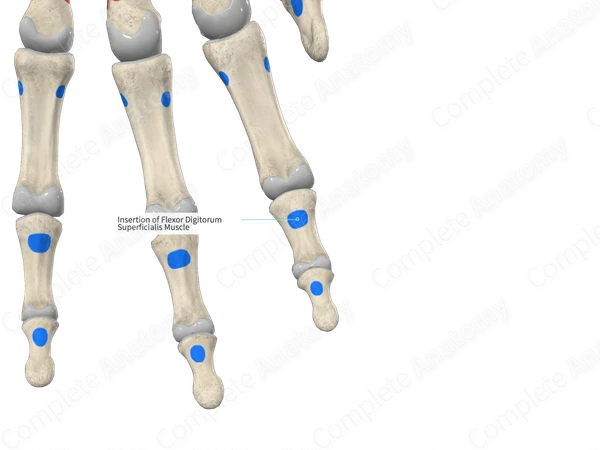 Insertion of Flexor Digitorum Superficialis Muscle | Complete Anatomy