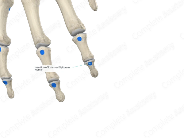 Insertion of Extensor Digitorum Muscle | Complete Anatomy