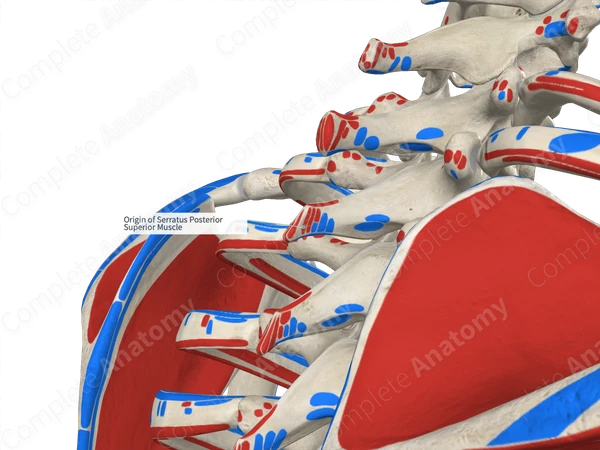 Origin of Serratus Posterior Superior Muscle | Complete Anatomy
