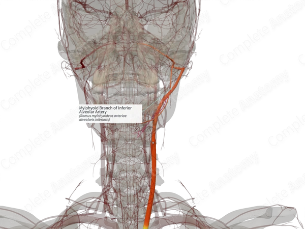 Mylohyoid Branch of Inferior Alveolar Artery (Left) | Complete Anatomy