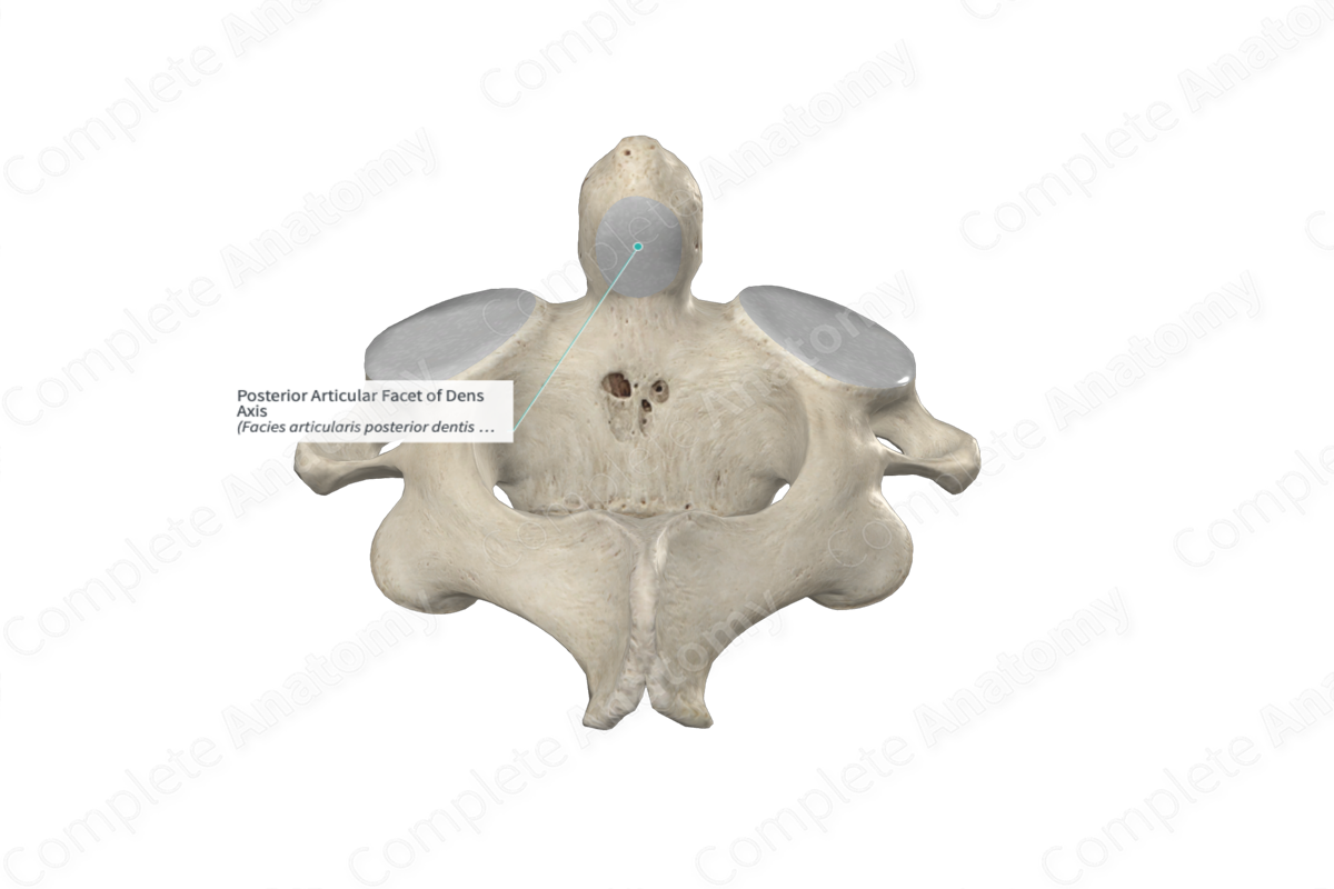 Posterior Articular Facet of Dens Axis | Complete Anatomy