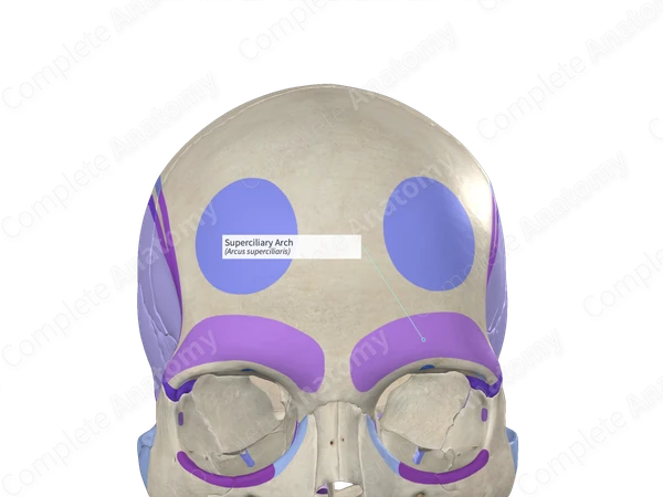 Superciliary Arch (Right) | Complete Anatomy