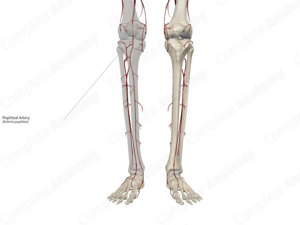 Popliteal Artery | Complete Anatomy