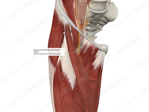 Muscular Branches of Femoral Nerve | Complete Anatomy